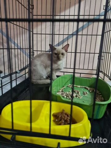 Породный котёнок в ответственные руки