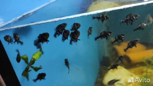 Астронотусы