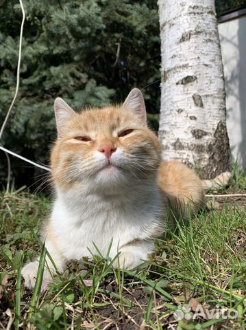 Кошка