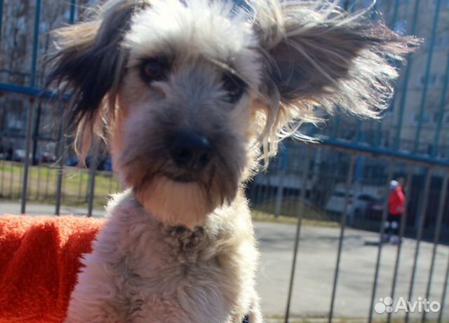 Красивая небольшая собачка в хорошие руки