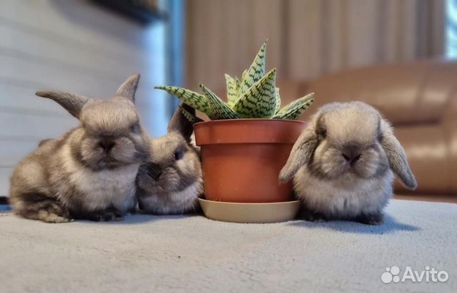 Кролики,аренда,фотосессия, прокат