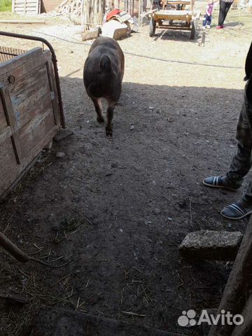 Молодой хрячок,рабочий Порода ландрас