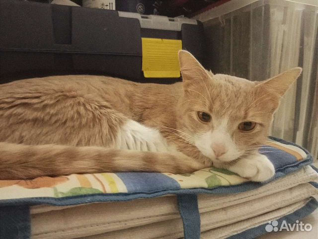 П0мoгитe спacти кoтa