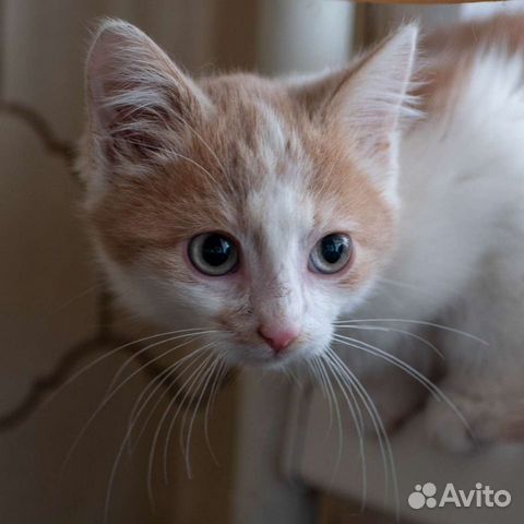Котенок в дар