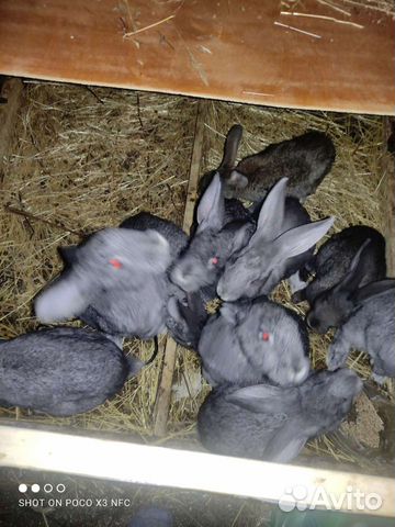 Крольчата на откорм