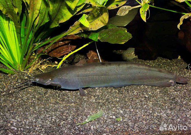 Мешкожаберный сом; акулий бала