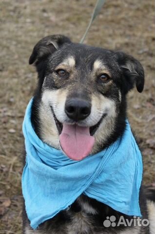 Никому ненужный лучший друг пёс Боня