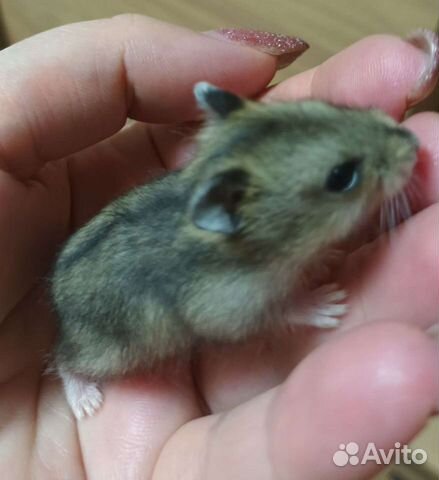 Джунгарский хомяк