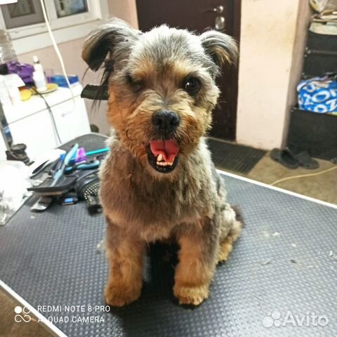 Собака бесплатно в добрые руки