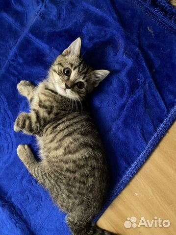 Котята бесплатно