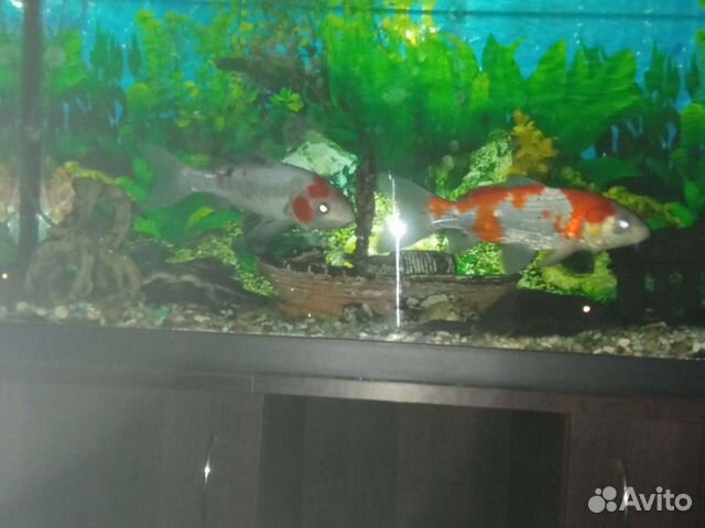 Рыба для аквариума