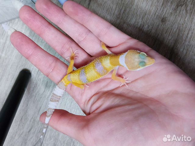 Бананоед и эублефар