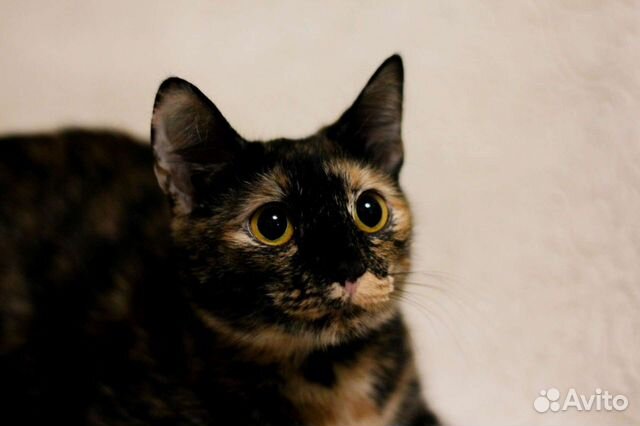 Шикарная кошечка по имени Лика.,1 год