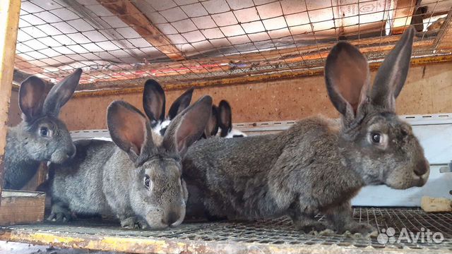 Кролики для разведения и откорма