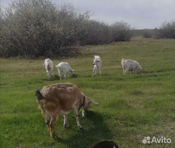 Коза на мясо