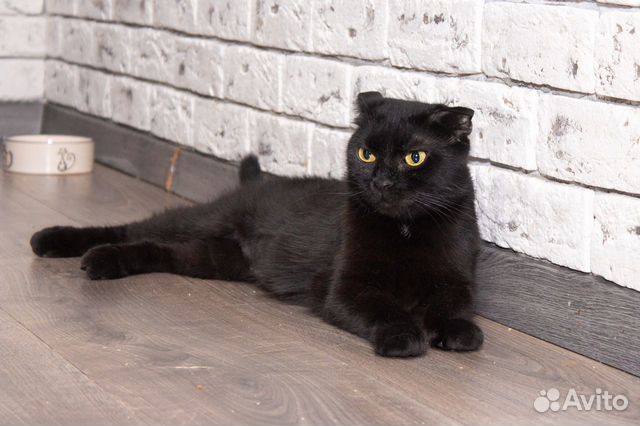 Кошка вислоушка в добрые руки