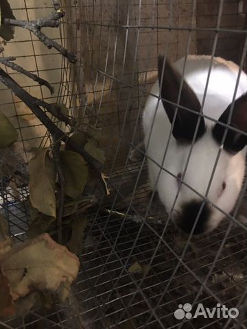 Продам калифорнийских кроликов на племя