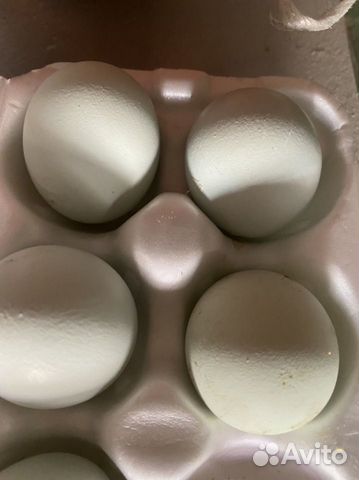 Яйца породы Ухейилюй