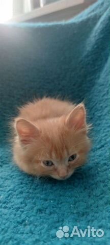 Котëнок 7 недель мальчик кот