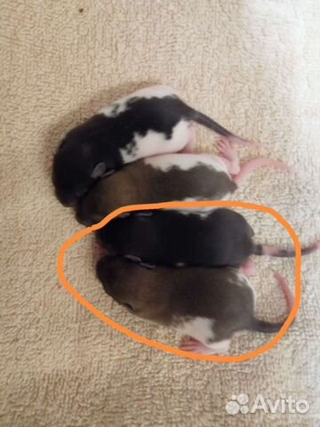 Крысята-девочки в хорошие руки