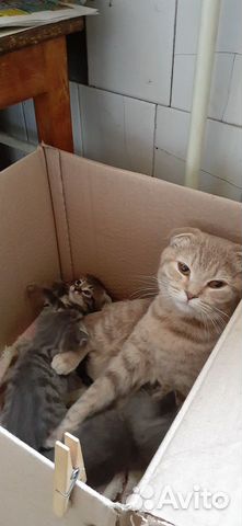 Продам котят