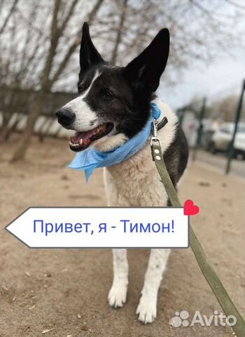 Ушастик Тимон ищет родителей, собака ищет дом