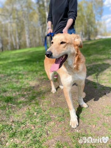 Собака в добрые руки