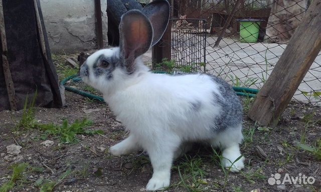 Кролики мясных пород