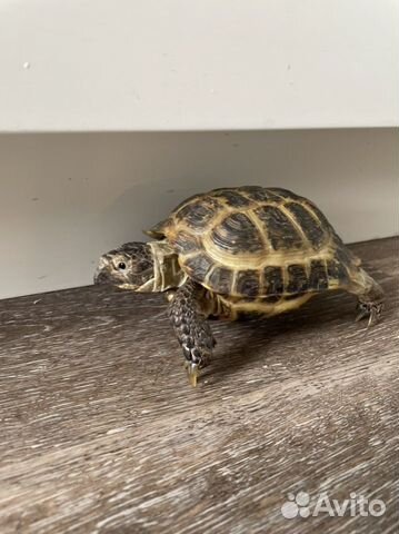 Черепаха сухопутная