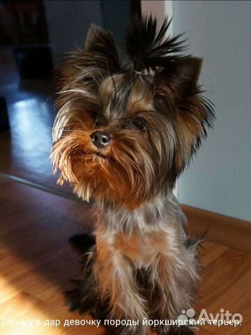 Приму в дар девочку породы йоркширский терьер