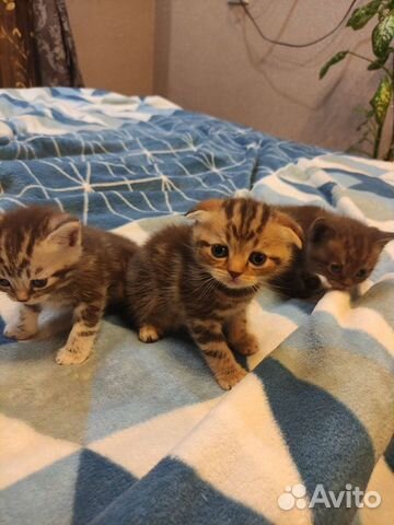 Британские котята