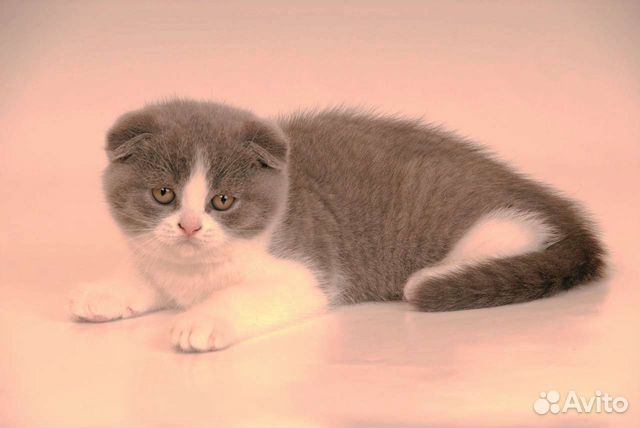 Шотландский вислоухий котенок