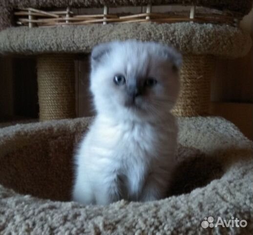 Плюшевые лапочки