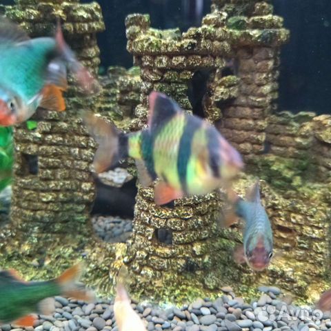 Отдам Барбусов