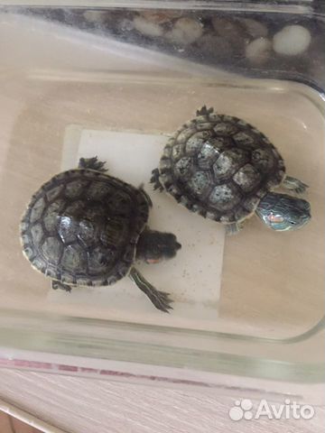Красноухая черепаха маленькая с аквариумом