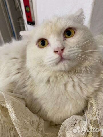 Котик в добрые руки