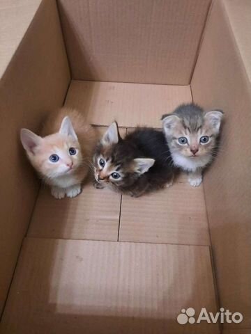 Котята в добрые руки бесплатно