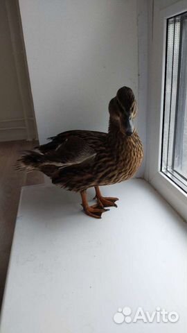 Утка кряква