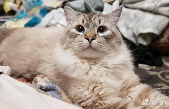 Невский маскарадный кот вязка кошек