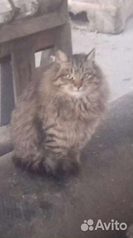 Сибирский кот