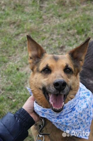 Собака в добрые руки