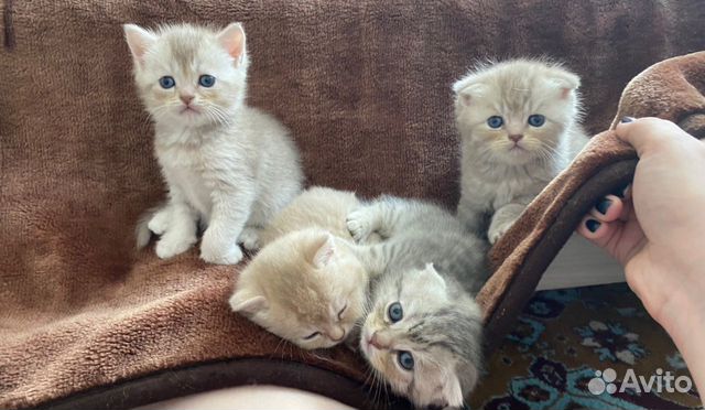 Шотландские котята