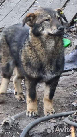 Собаки бесплатно в добрые руки