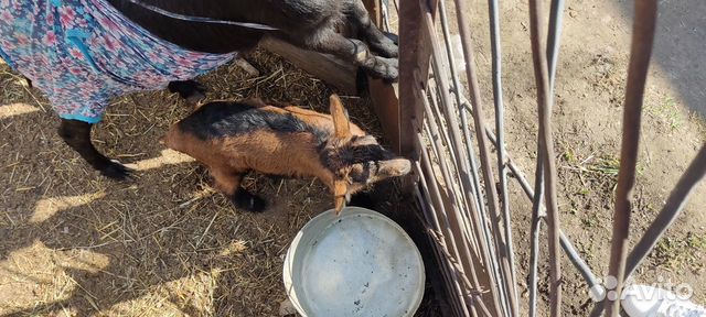 Продам козлят чехов