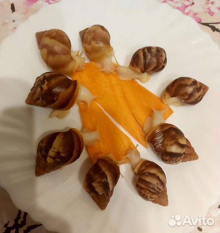 Улитка ахатина ретикулята Альбино