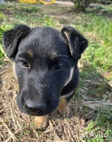 Зеленоград возьмите щенка с улицы