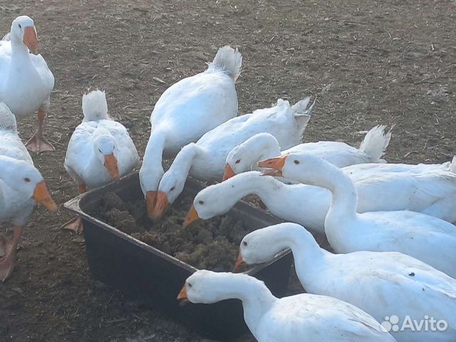 Гуси линда