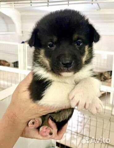 Щенята от небольшой собачки