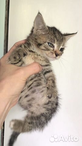 Котенок в пятнышках в дар