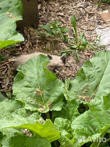 Кошки и котята ищут дом